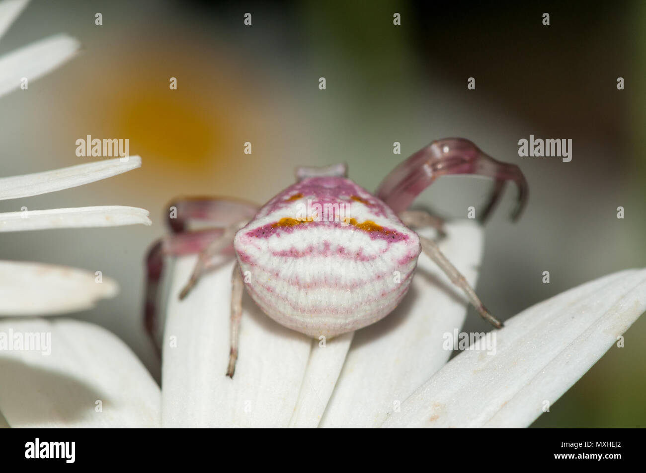 Pink crab spider – thomisus onustus hi-res stock photography and images ...