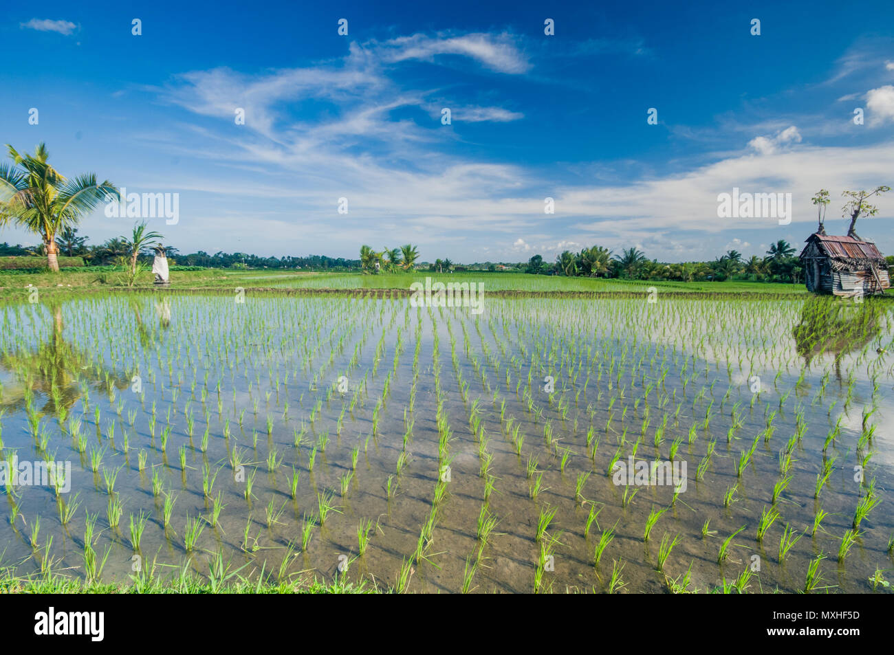 Rice paddies in valley, Bali, Indonesia Stock Photo - Alamy