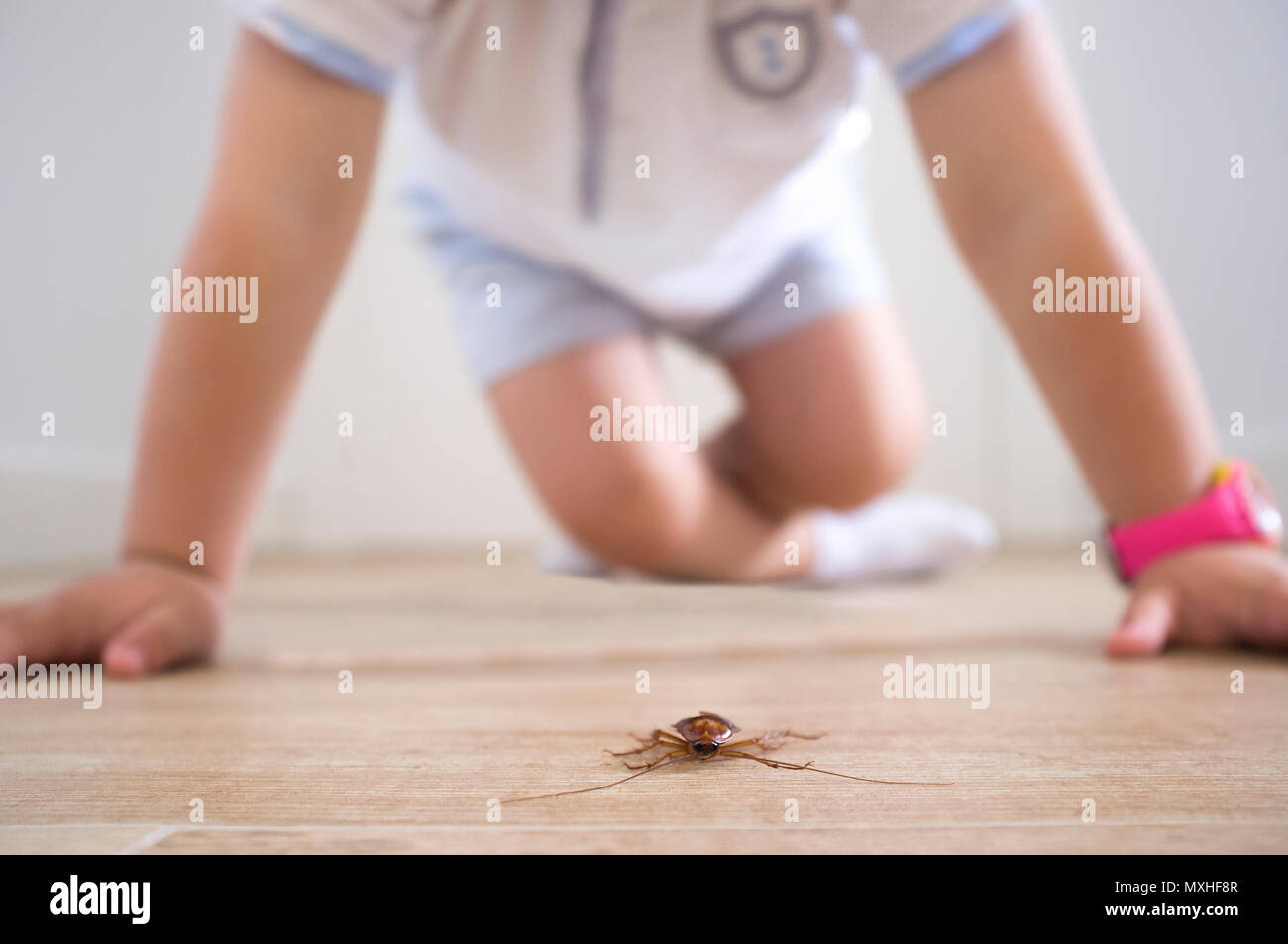 Little boy close to cockroach on the house floor. Pest at home with ...