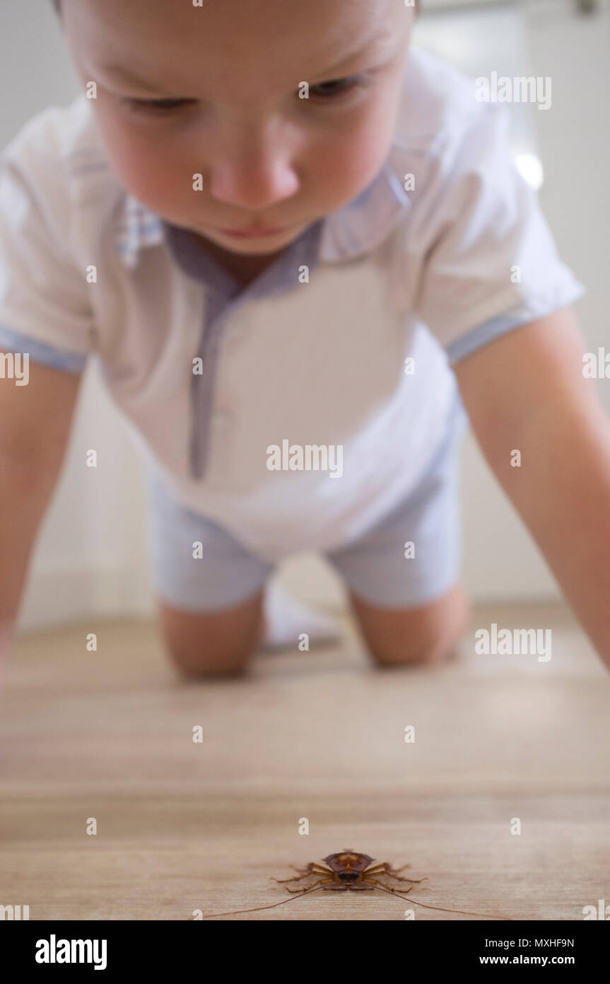 Big cockroach hi-res stock photography and images - Alamy