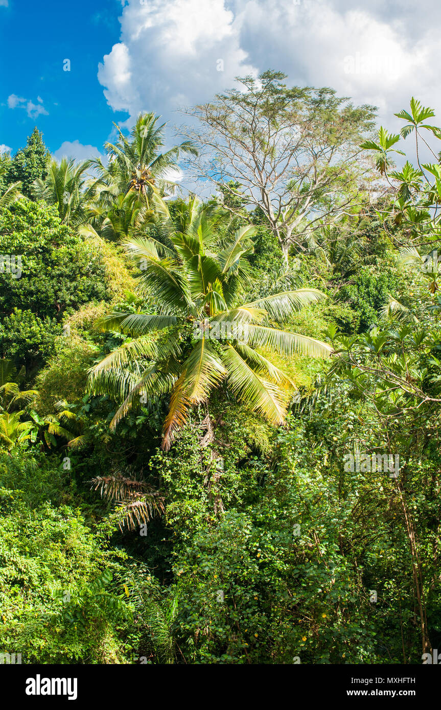 Palm trees in East Bali Indonesia Asia Stock Photo - Alamy