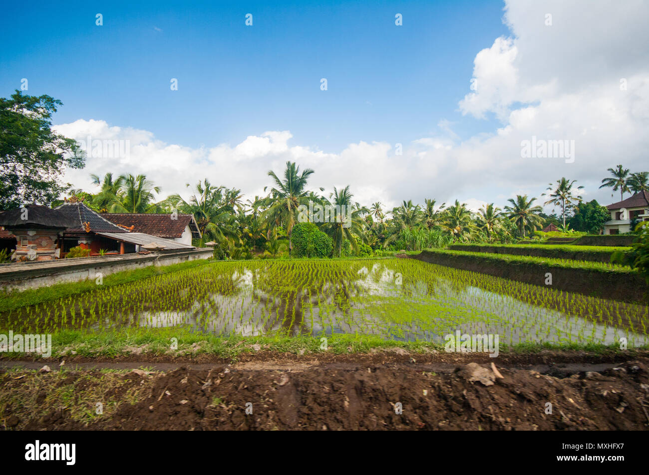 Lush green paddy fields of Bali with blue sky Stock Photo - Alamy