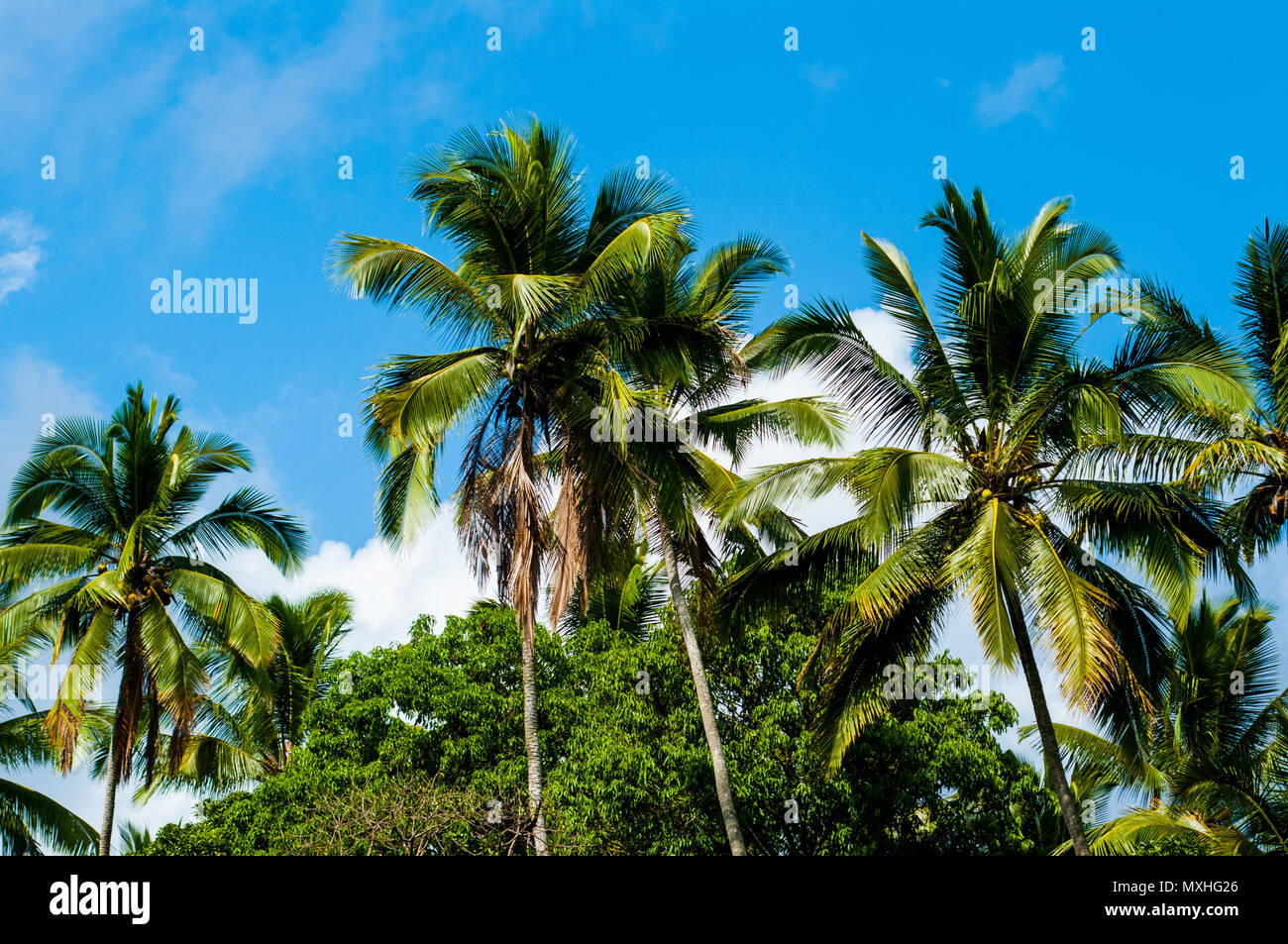 Palm trees in East Bali Indonesia Asia Stock Photo - Alamy