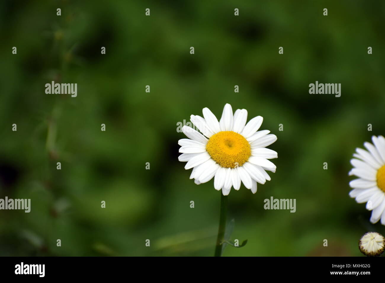 White flower yellow middle hi-res stock photography and images - Alamy