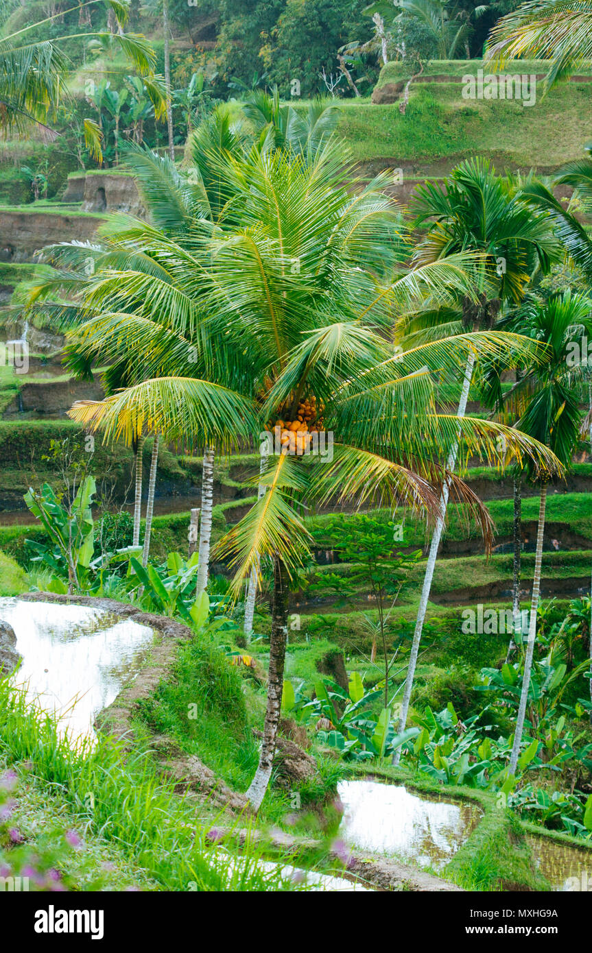 Lush green paddy fields of Bali with blue sky Stock Photo - Alamy