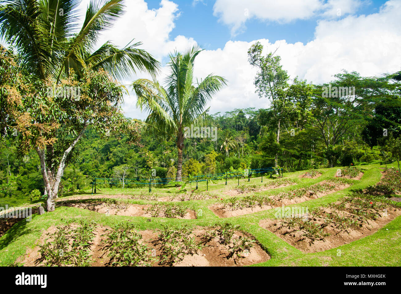 Rice paddy field close up in Ubud, Bali, Indonesia, Southeast Asia ...