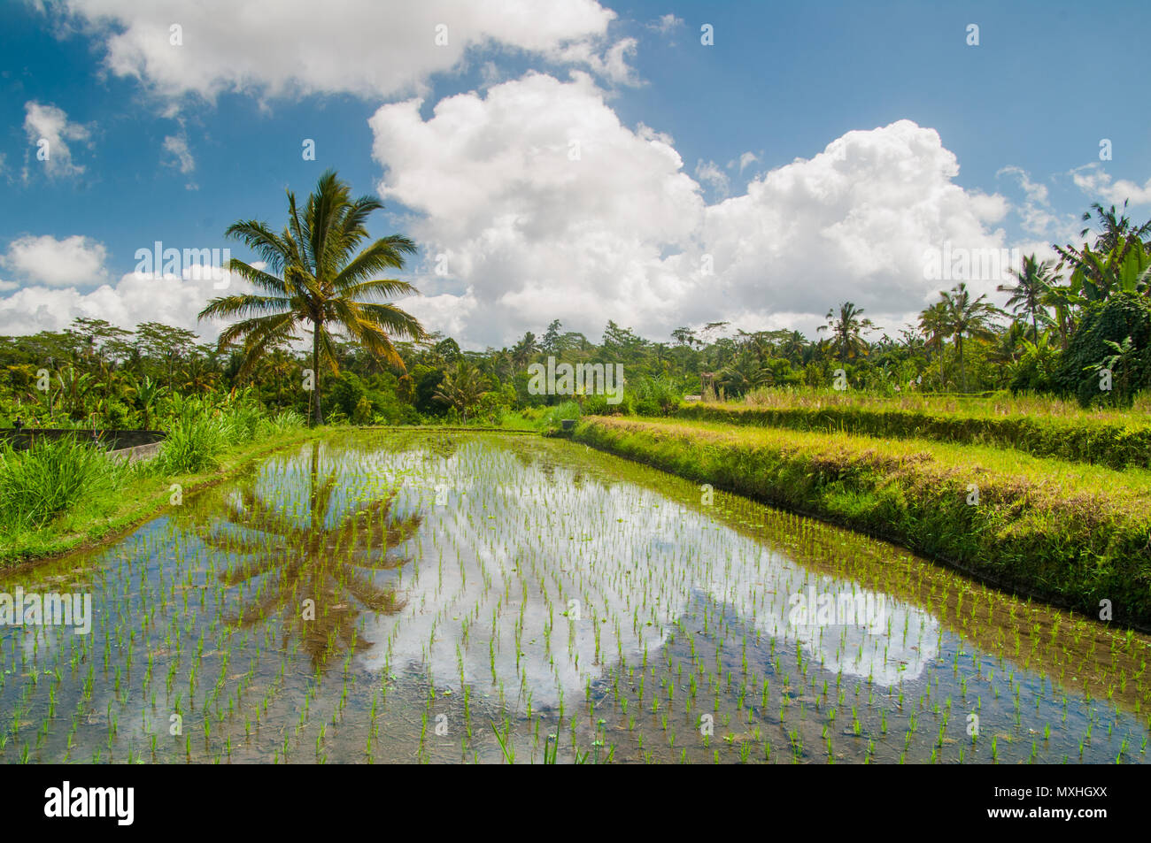 Rice paddy field close up in Ubud, Bali, Indonesia, Southeast Asia ...