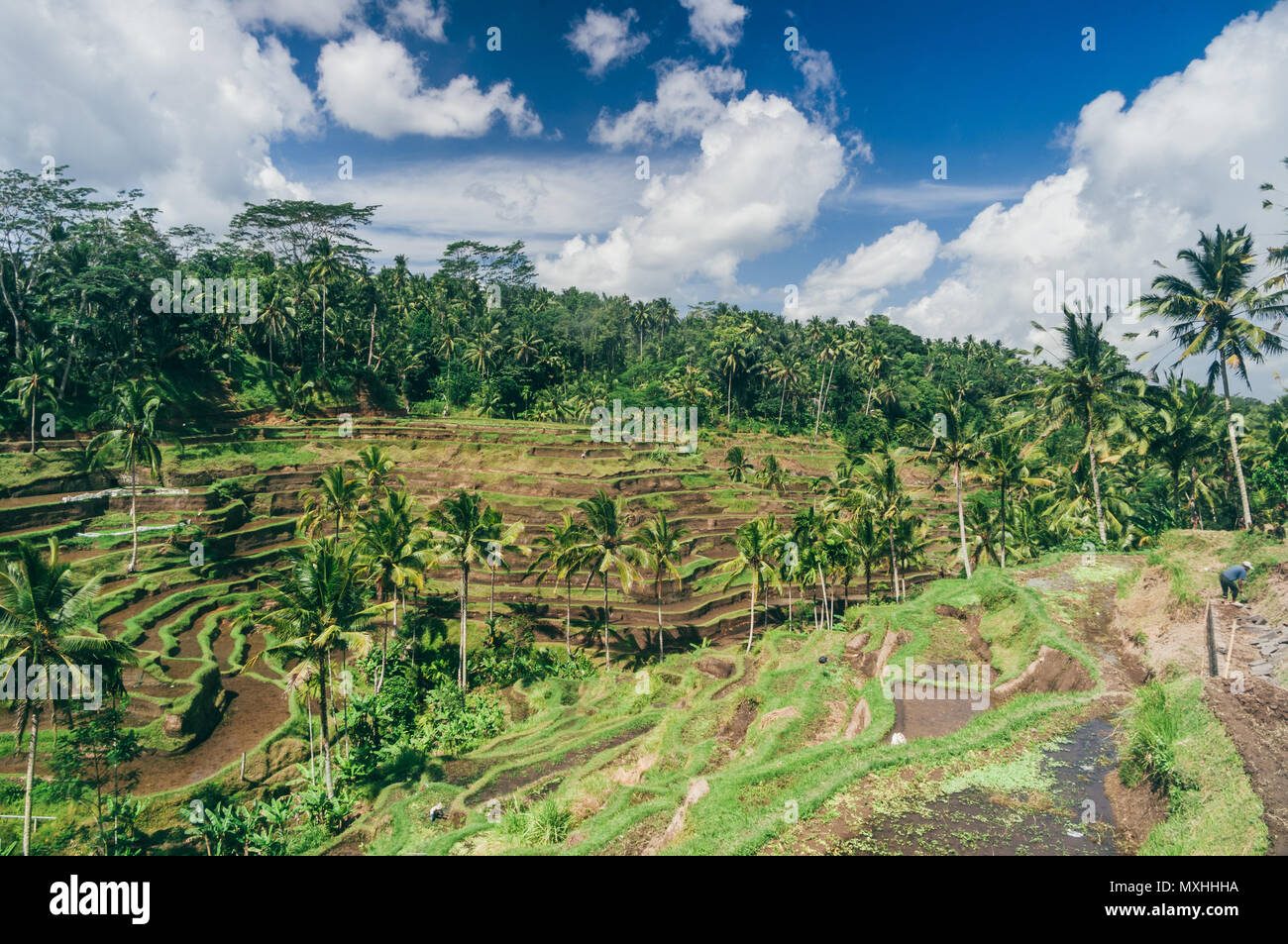 Rice paddy field close up in Ubud, Bali, Indonesia, Southeast Asia ...