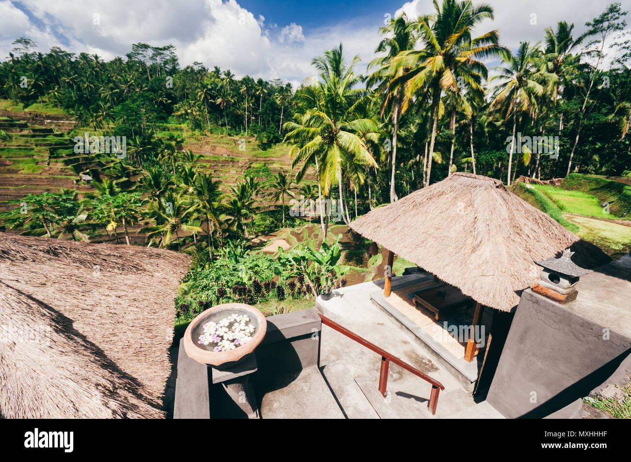 Rice paddy field close up in Ubud, Bali, Indonesia, Southeast Asia ...