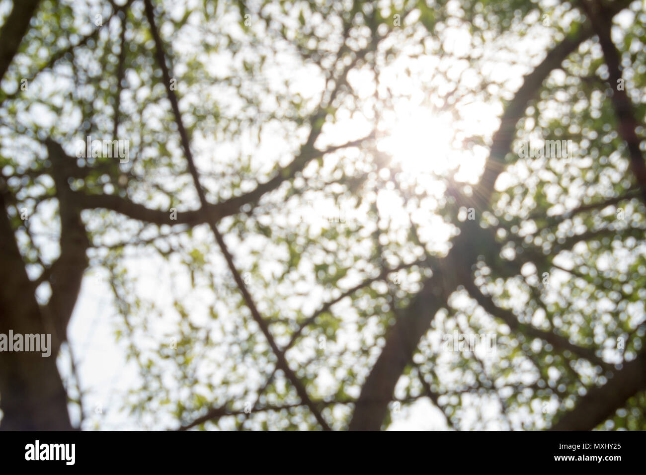 Sun shining through the leaves and branches of a tree in a park Stock ...