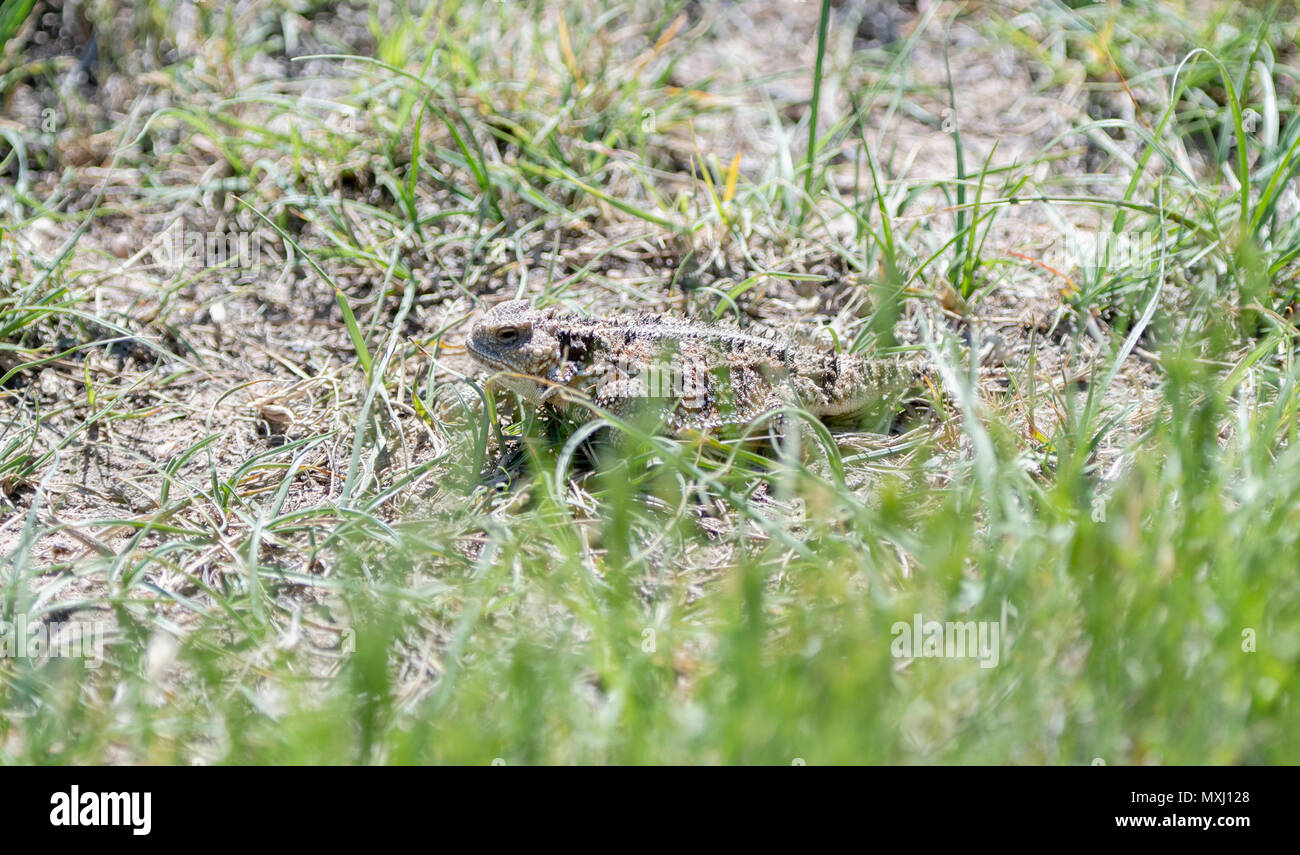 Horned toad hi-res stock photography and images - Alamy