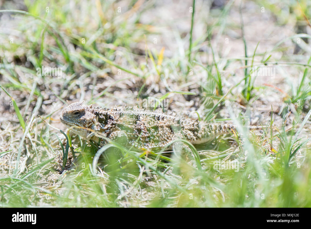 Horned toad hi-res stock photography and images - Alamy