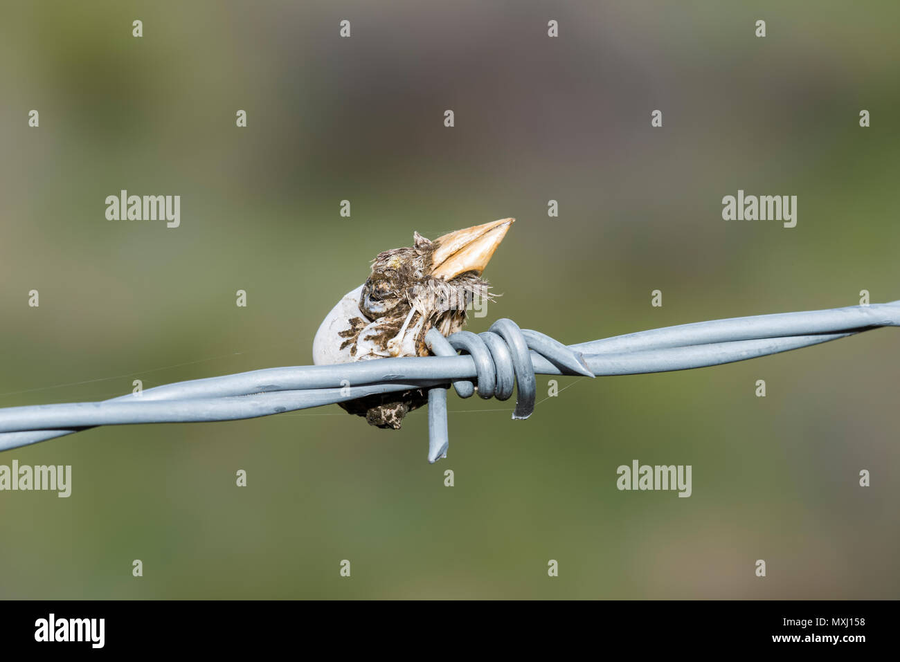 Grasshopper Sparrow (Ammodramus savannarum) Head Impaled on Barbed Wire ...
