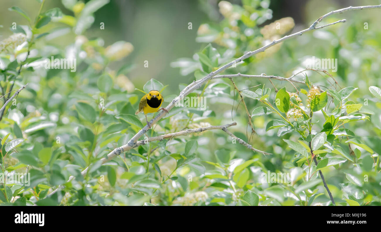 Male Hooded Warbler (Setophaga citrina) in Dense Vegetation During ...