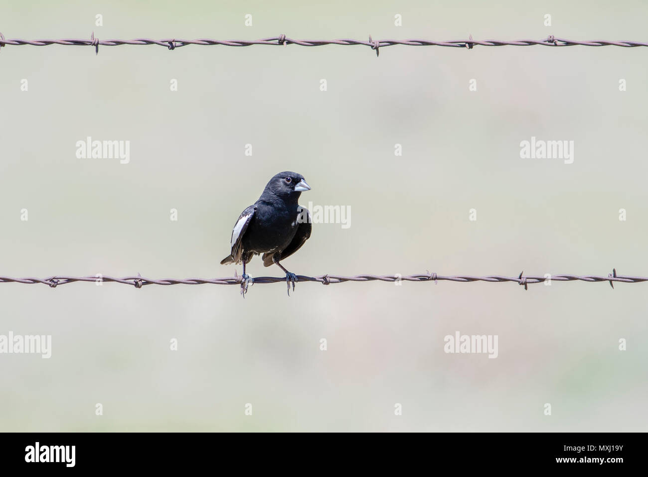 Lark bunting hi-res stock photography and images - Alamy