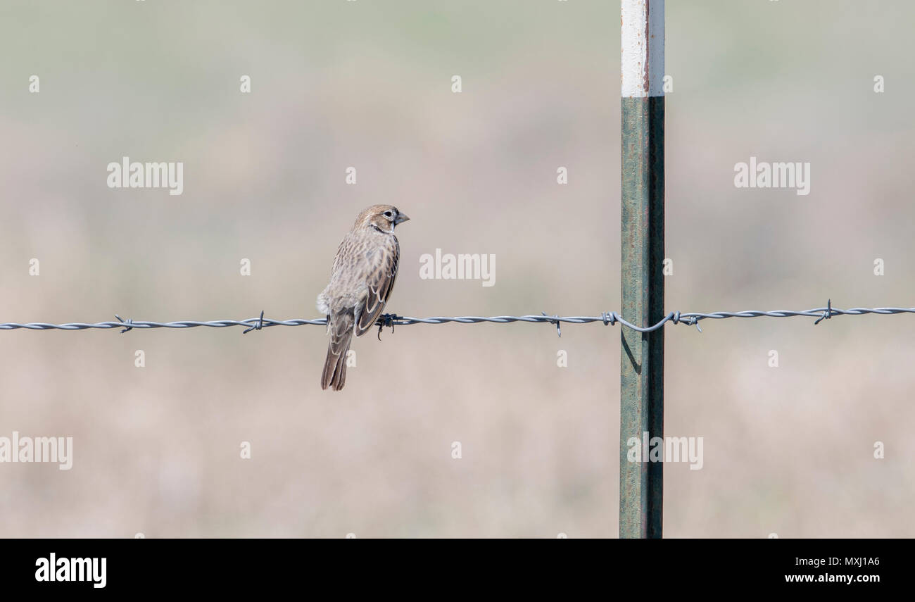 Lark bunting hi-res stock photography and images - Alamy