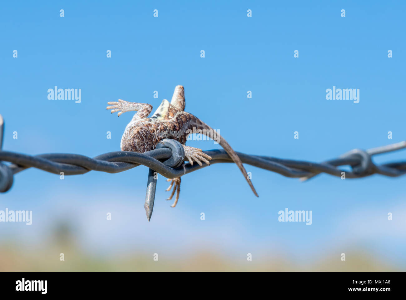 Lesser Earless Lizard (Holbrookia maculata) Impaled on Barbed Wire by a ...