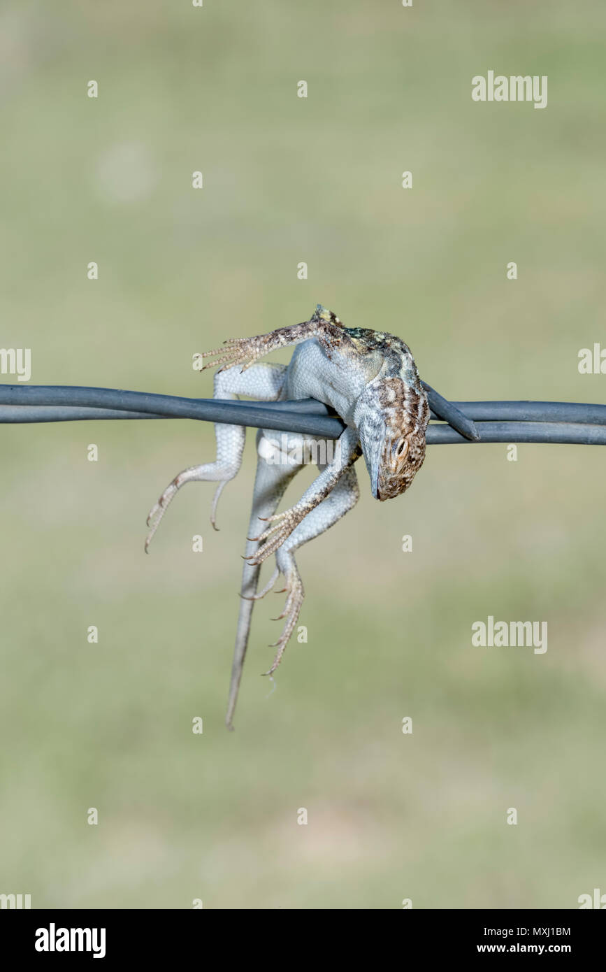 Lesser Earless Lizard (Holbrookia maculata) Impaled on Barbed Wire by a ...