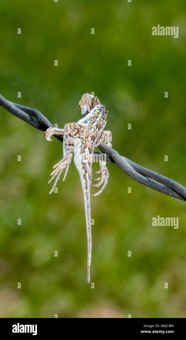 Lesser Earless Lizard (Holbrookia maculata) Impaled on Barbed Wire by a ...