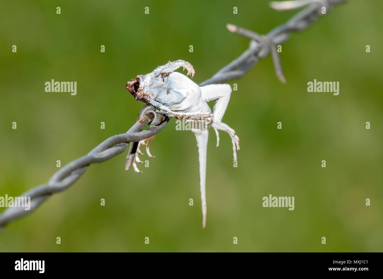 Lesser Earless Lizard (Holbrookia maculata) Impaled on Barbed Wire by a ...