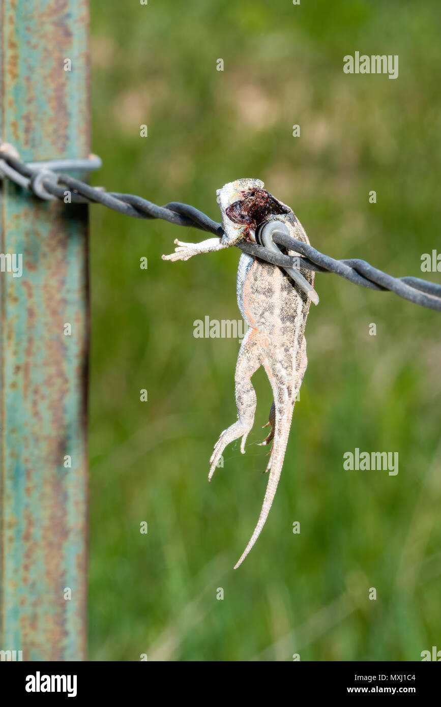 Lesser Earless Lizard (Holbrookia maculata) Impaled on Barbed Wire by a ...