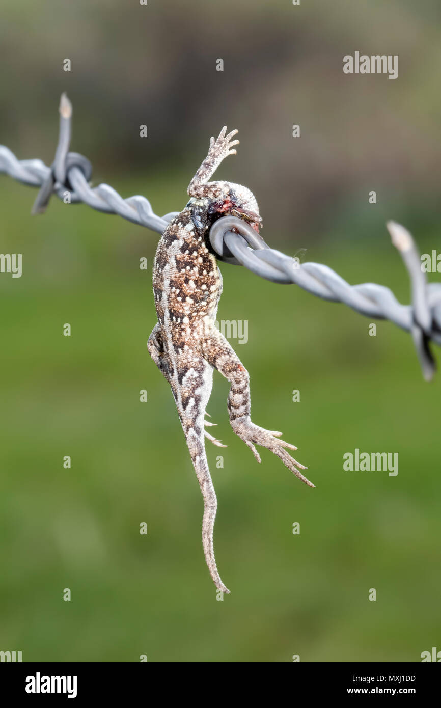 Lesser Earless Lizard (Holbrookia maculata) Impaled on Barbed Wire by a ...