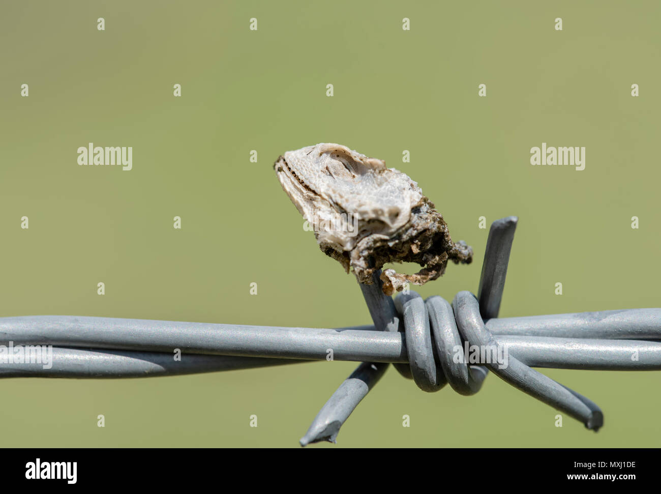 Lesser Earless Lizard (Holbrookia maculata) Head Impaled on Barbed Wire ...