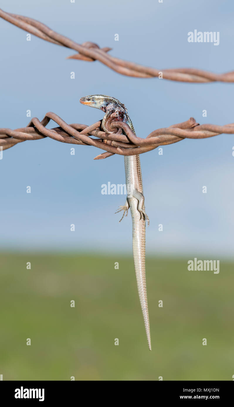 Many-lined Skink (Plestiodon multivirgatus) Impaled on Barbed Wire by a ...