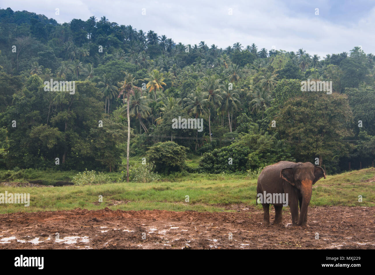 Kandy sri lanka national park hi-res stock photography and images - Alamy