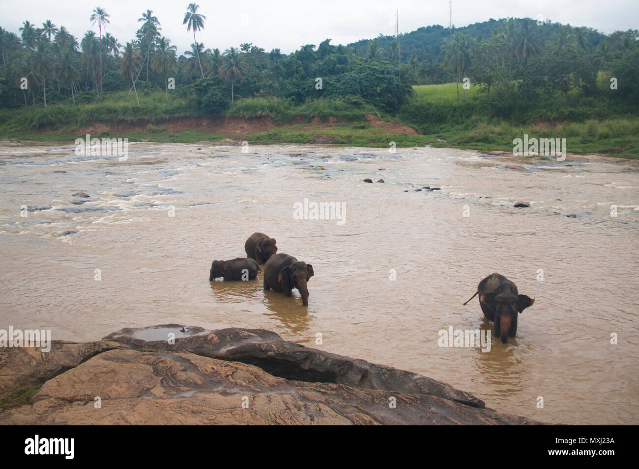 Elephants at the Pinnawala Elephant orphenage near Kandy in Sri Lanka ...