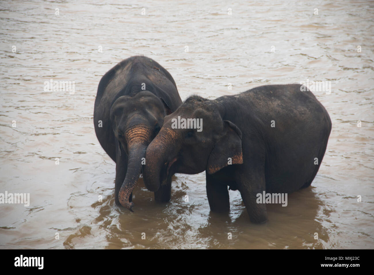 Pinnawala zoo hi-res stock photography and images - Alamy