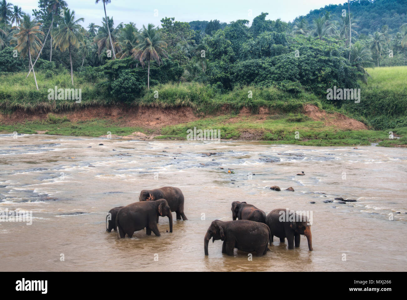 Pinnawala elephant orphanage elephants kandy hi-res stock photography ...