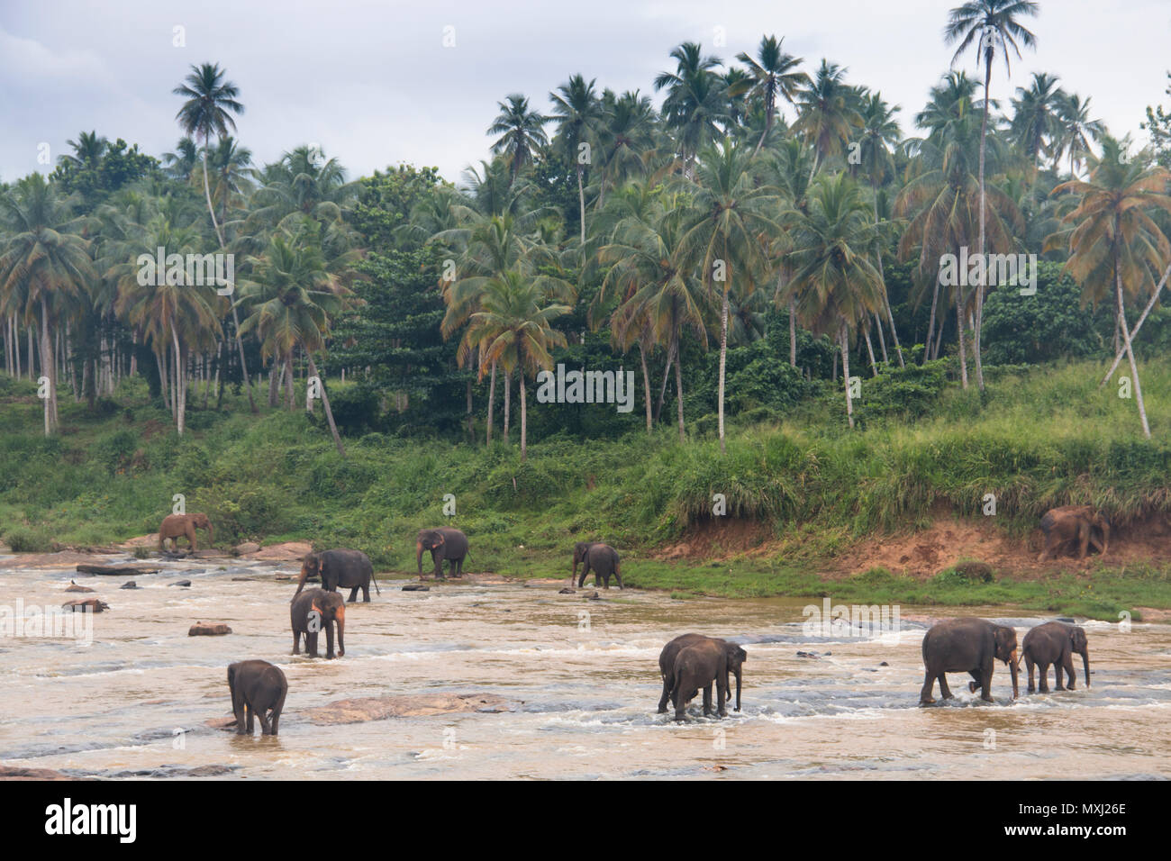 Elephants at the Pinnawala Elephant orphenage near Kandy in Sri Lanka ...