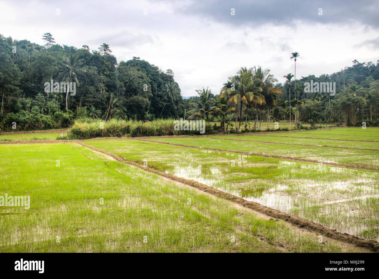 Sri lanka kandy rice field hi-res stock photography and images - Alamy