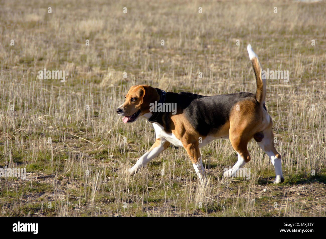 Hunting dog. Perro de caza Stock Photo - Alamy