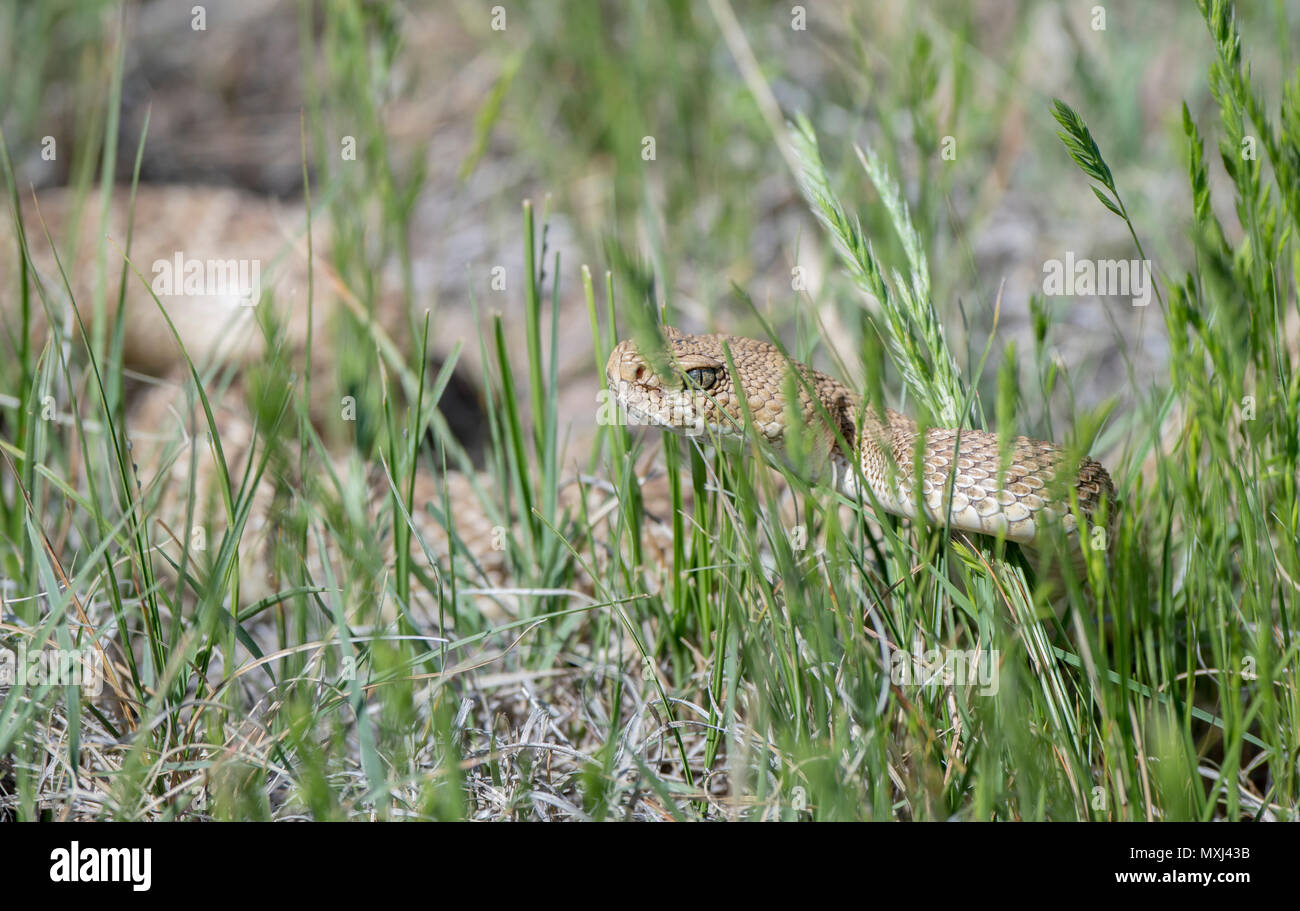 Ground rattlesnake hi-res stock photography and images - Alamy