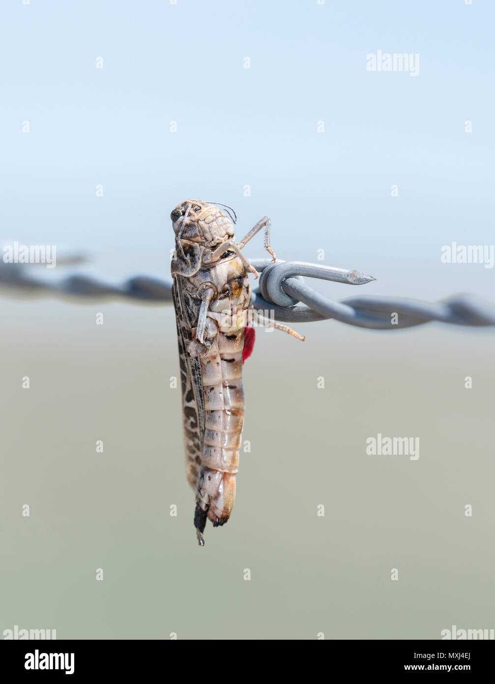 Red-shanked Grasshopper (Xanthippus corallipes) Impaled on Barbed Wire ...