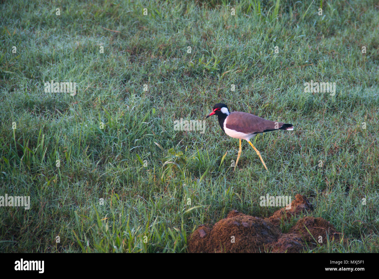 A Red-wattled Lapwing bird in Udawalawe National Park in the south of ...