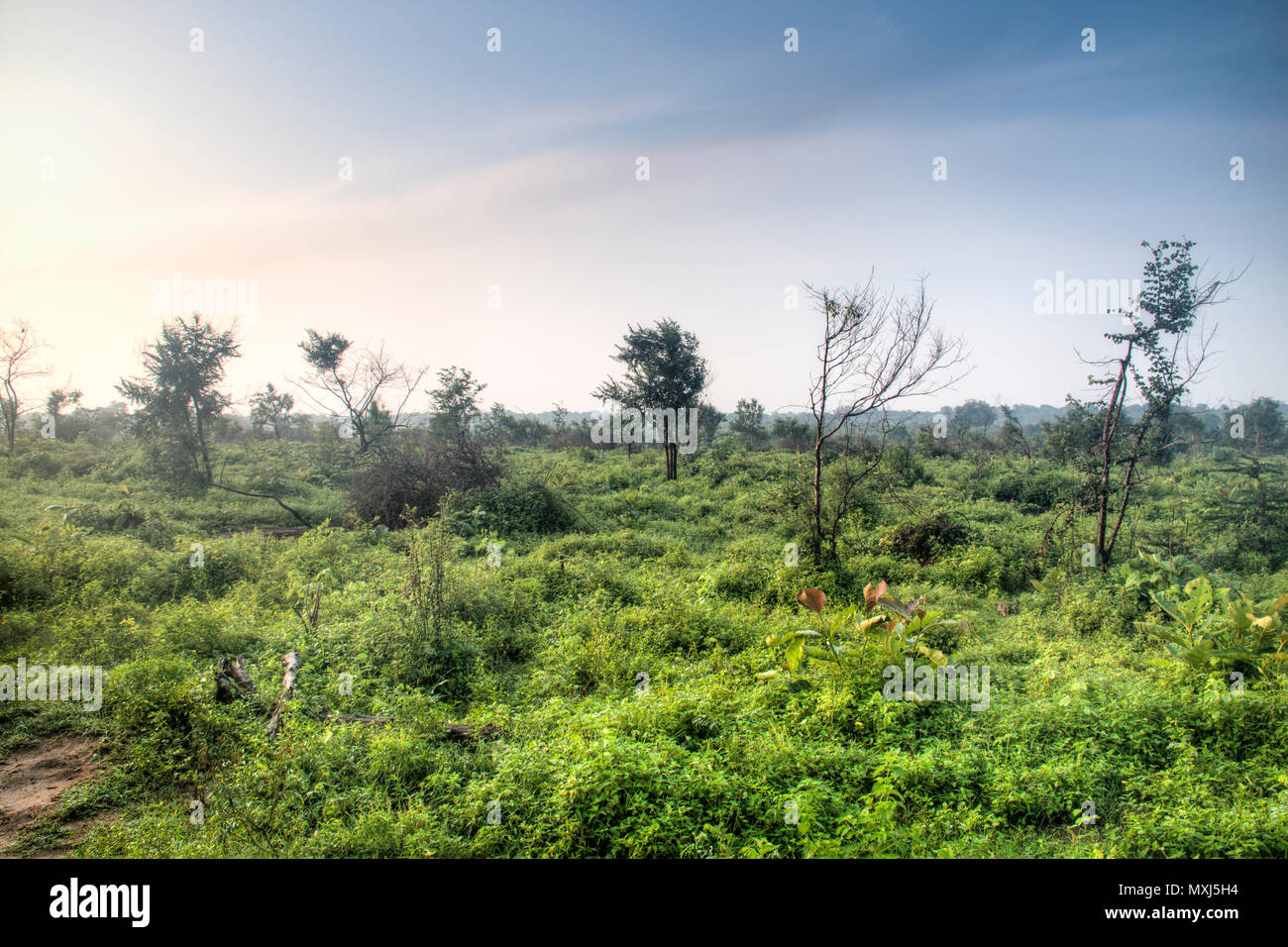 Landscape in the beautiful Udawalawe National Park in the south of Sri ...