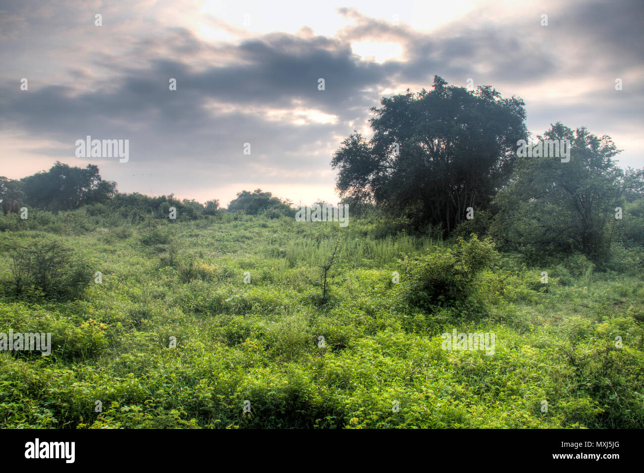 Landscape in the beautiful Udawalawe National Park in the south of Sri ...