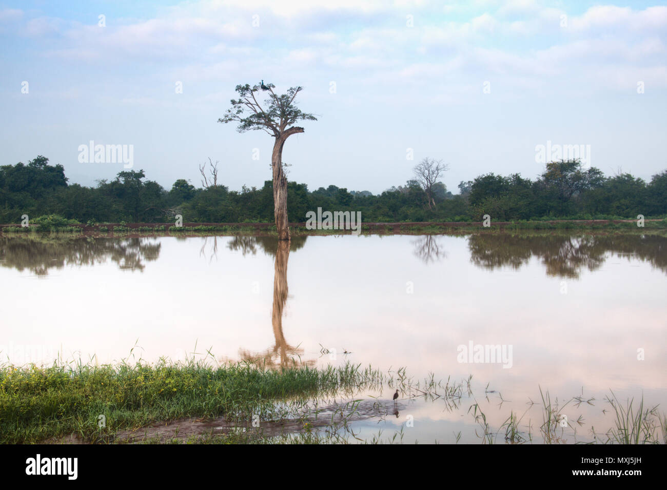 Landscape in the beautiful Udawalawe National Park in the south of Sri ...