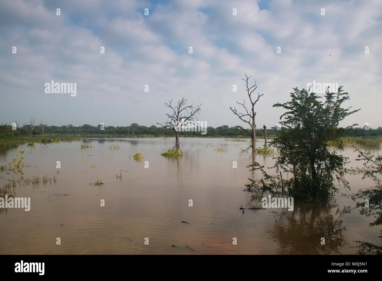Landscape in the beautiful Udawalawe National Park in the south of Sri ...
