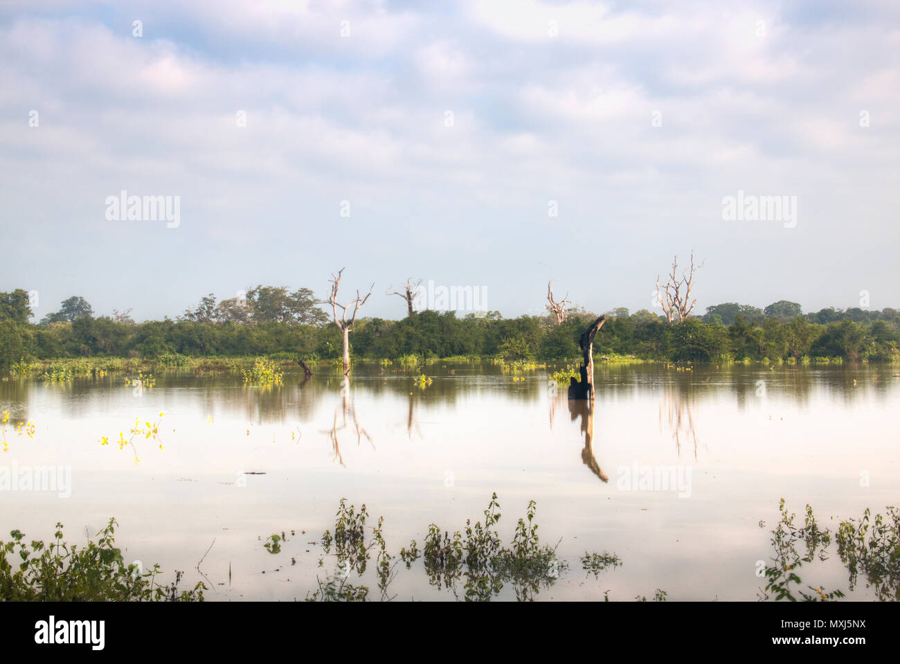 Landscape in the beautiful Udawalawe National Park in the south of Sri ...
