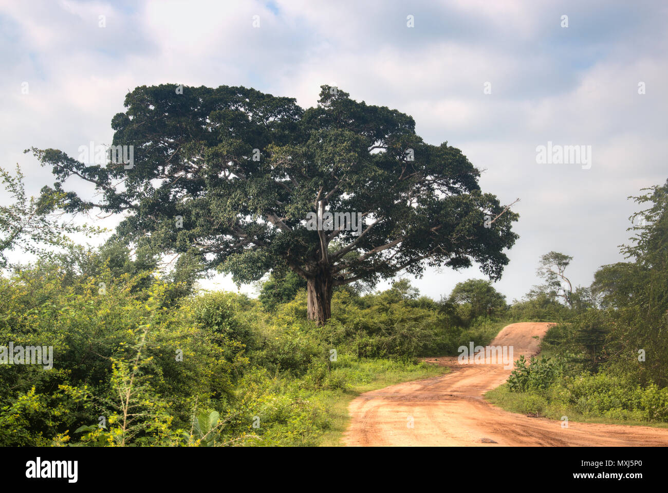 Landscape in the beautiful Udawalawe National Park in the south of Sri ...