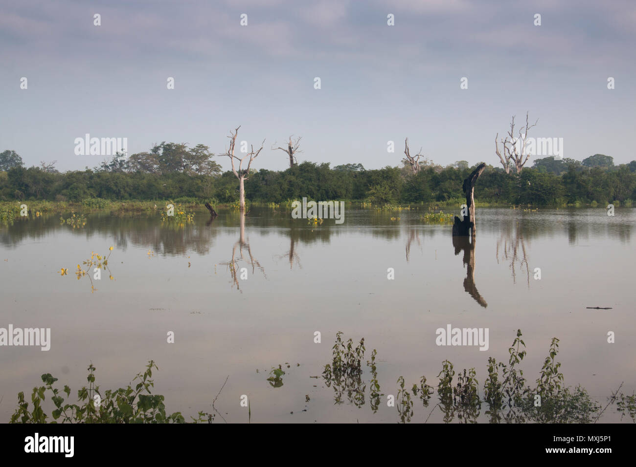 Landscape in the beautiful Udawalawe National Park in the south of Sri ...