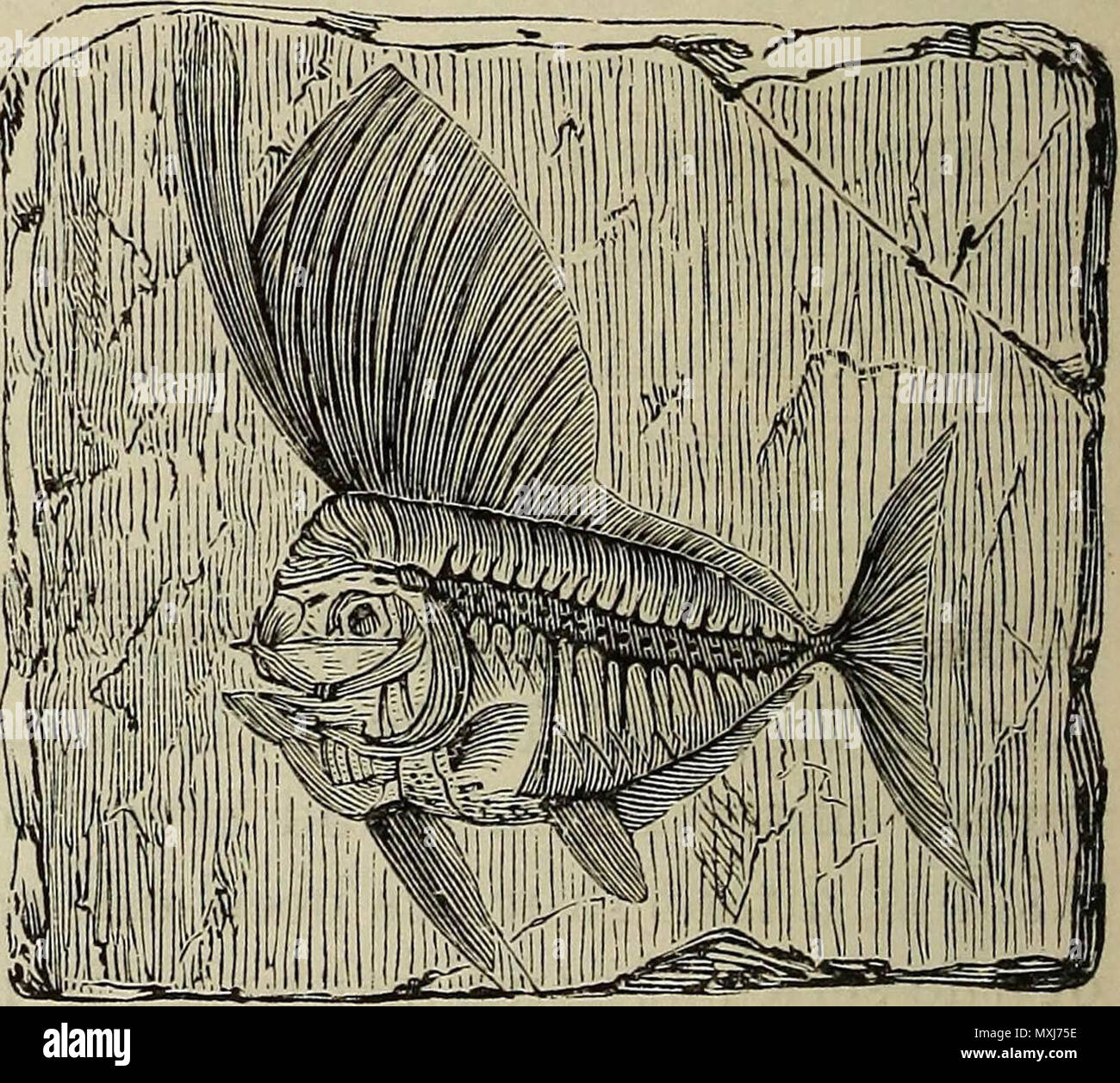 Stellar charts hi-res stock photography and images - Alamy