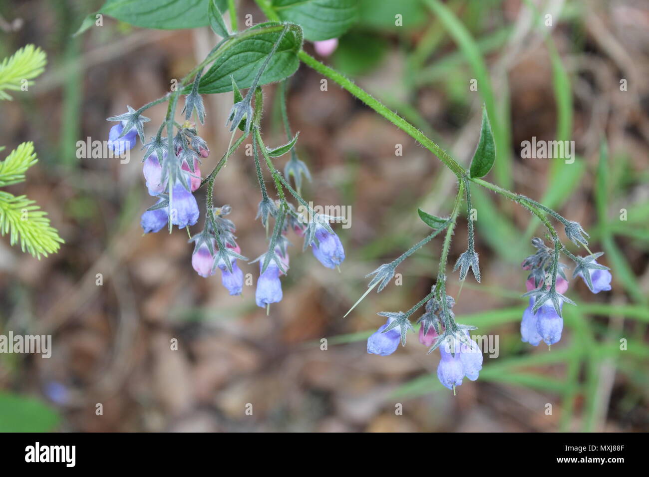 Virginia bell hi-res stock photography and images - Alamy