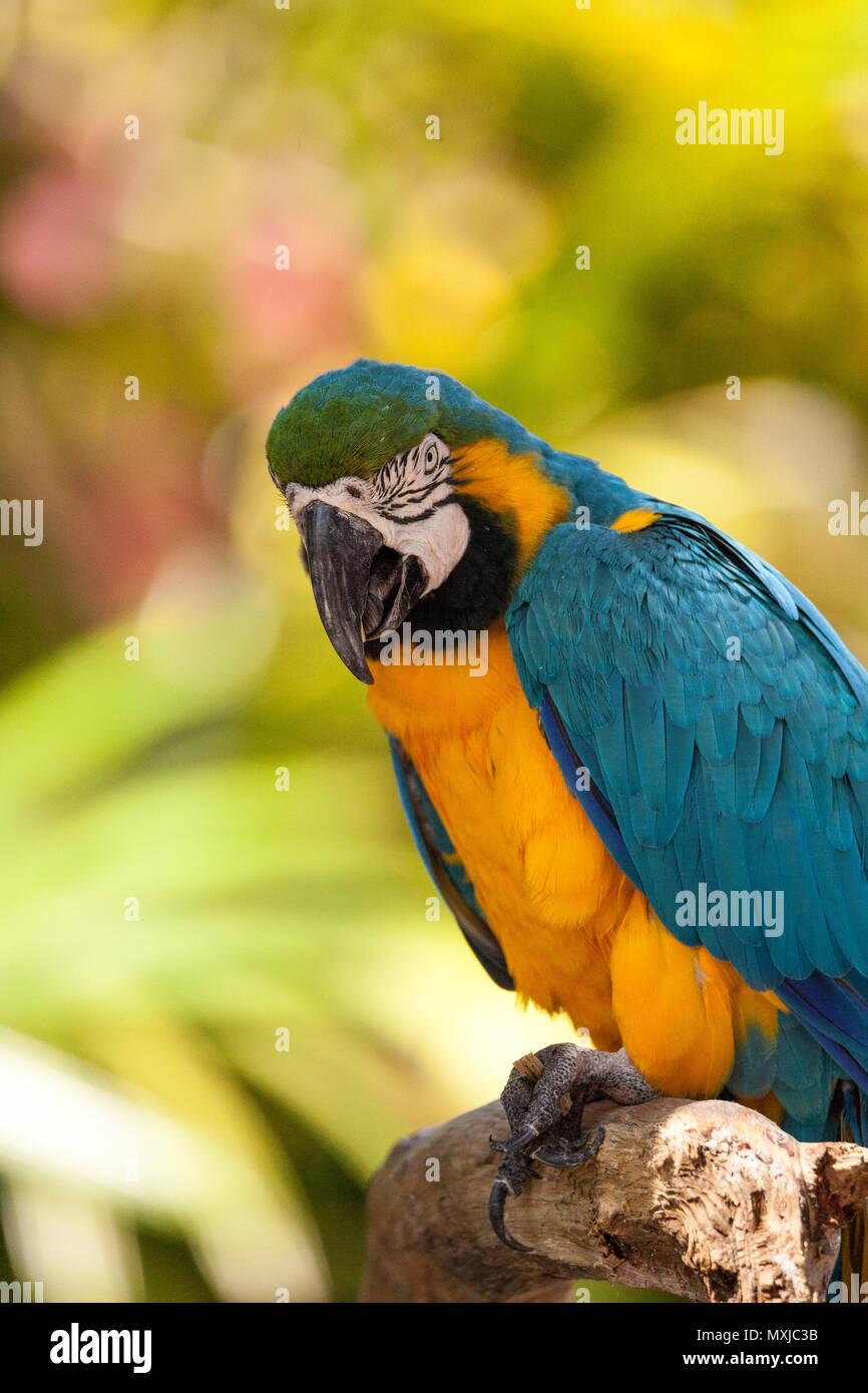 Blue and gold macaw bird Ara ararauna perches in captivity in Florida ...
