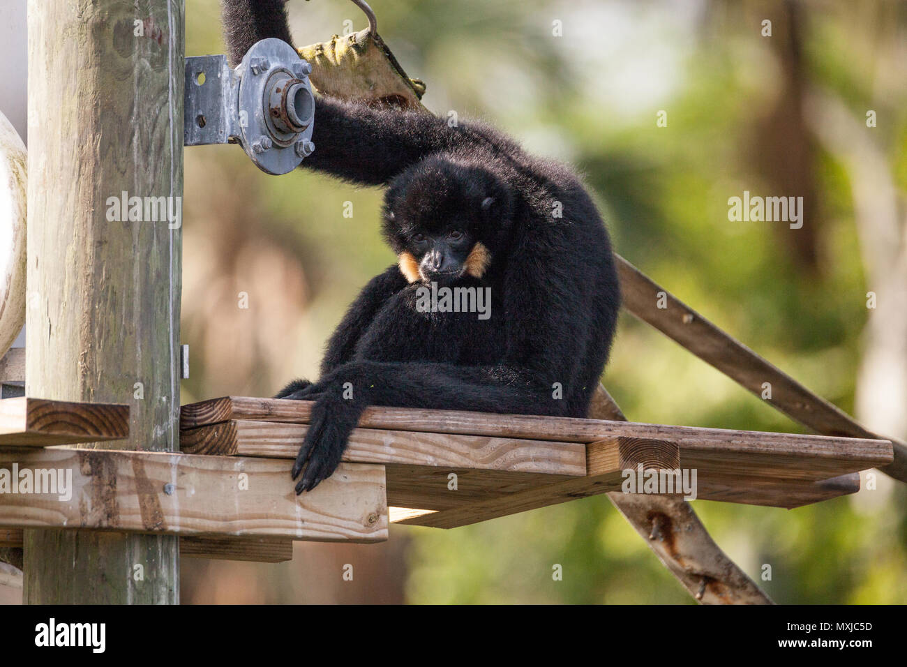 Buff-cheeked gibbon Nomascus gabriellae sits on a dock and relaxes ...