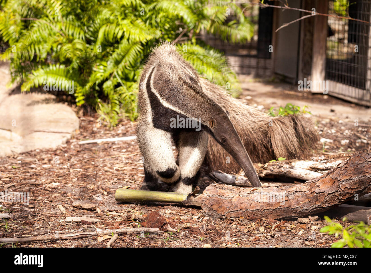 Giant anteater Myrmecophaga tridactyla forages under logs and moves ...